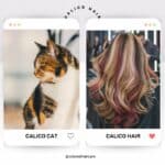 Get Ready To Rock The Calico Hair Craze: Check Out 2024's Hottest Hair ...